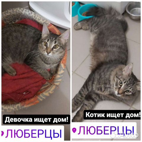 Кошки в добрые руки бесплатно