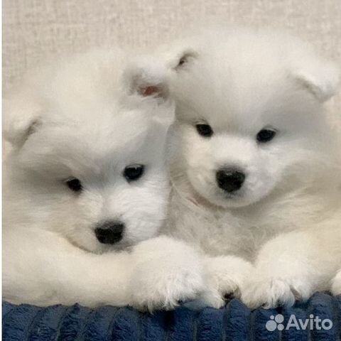 Самоеды-мальчики из Авангарда Арктики