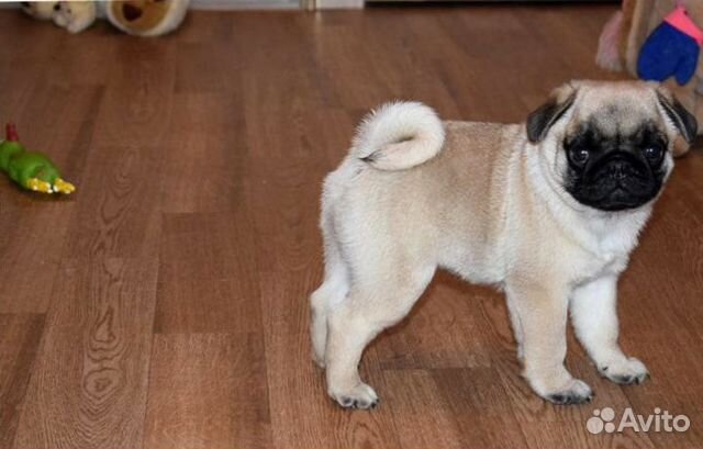 Мопс щенок