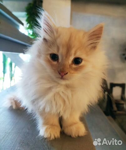Милый котенок Лев 2 мес. в заботливую семью