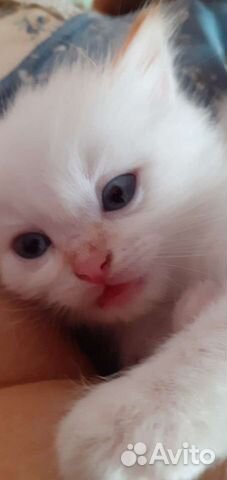 Голубоглазое счастье