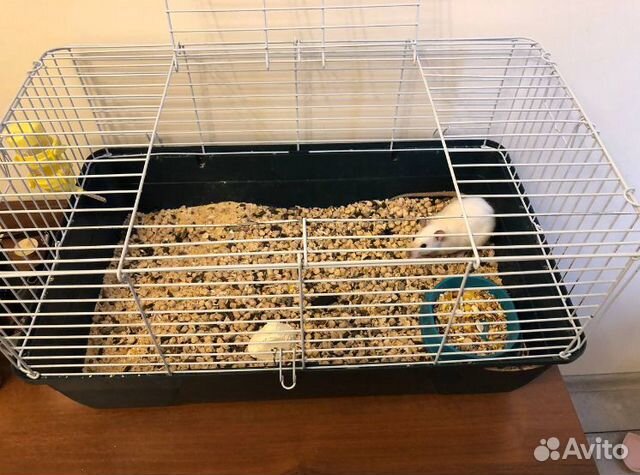 Крыса с клеткой