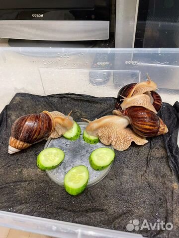 Улитки ахатины