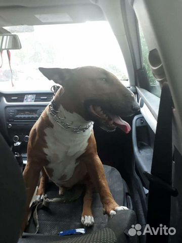 Вязка бультерьер