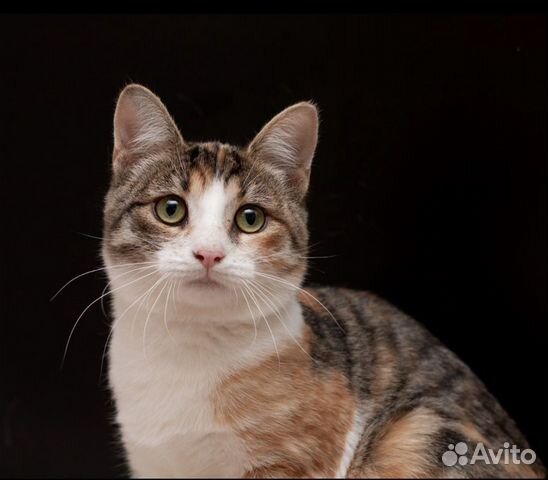 Трехцветная кошка болтушка Кэсси 6 мес. в дар