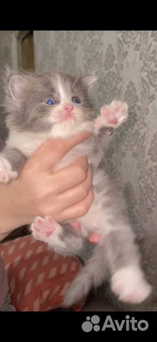 Котята