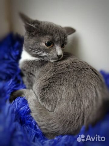 Прекрасная Мальвина