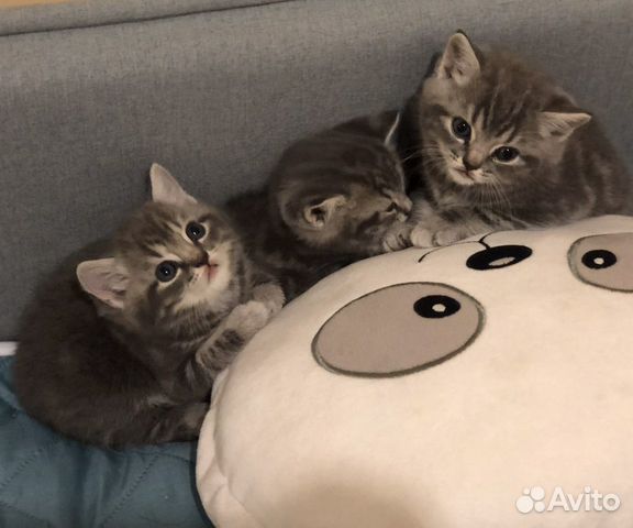 Шотландские котята