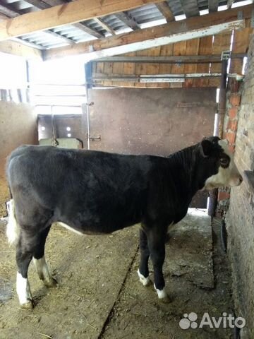 Стальная корова с теленком