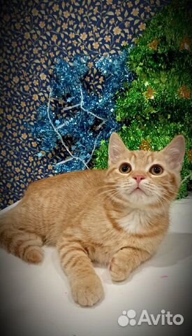 Рыжий мордастенький красавчик 3 мес