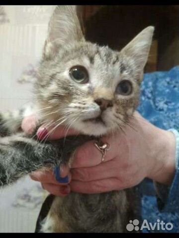 Котенок Блум, 3 месяца