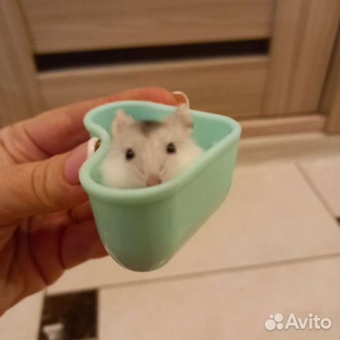 Джунгарский хомяк