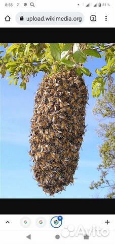 Сниму рой пчёл