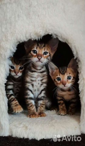 Котятушки тойгер