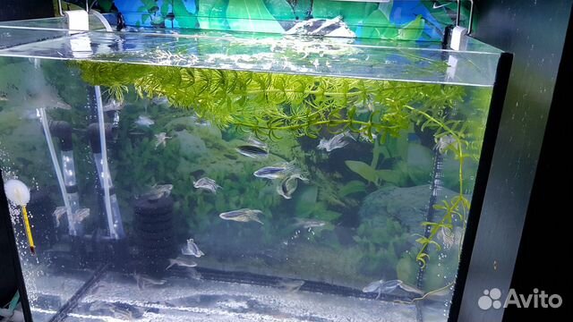 Рыбки данио