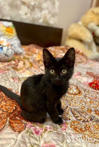 Котенок черный