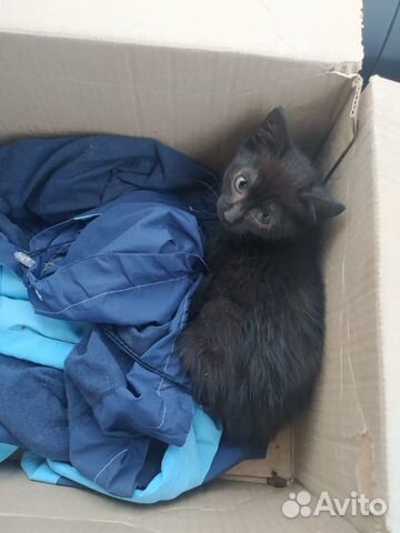 Котенок девочка здоровы