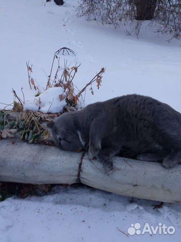 Кот