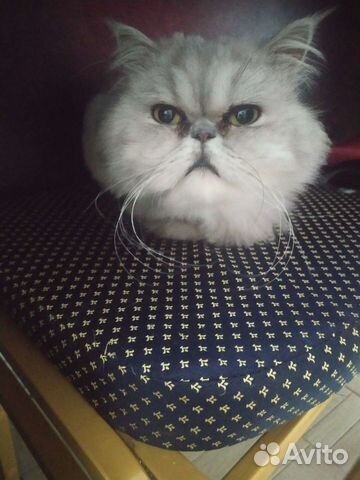 Персидский кот