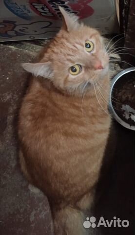 Нежный Рыжик