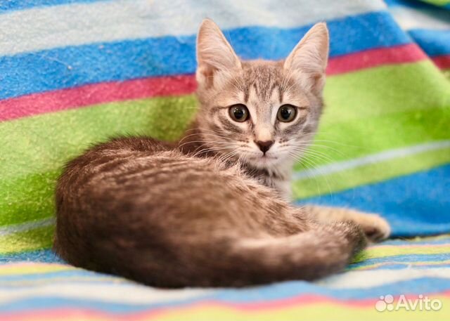 Крендель - малыш ищет свой дом