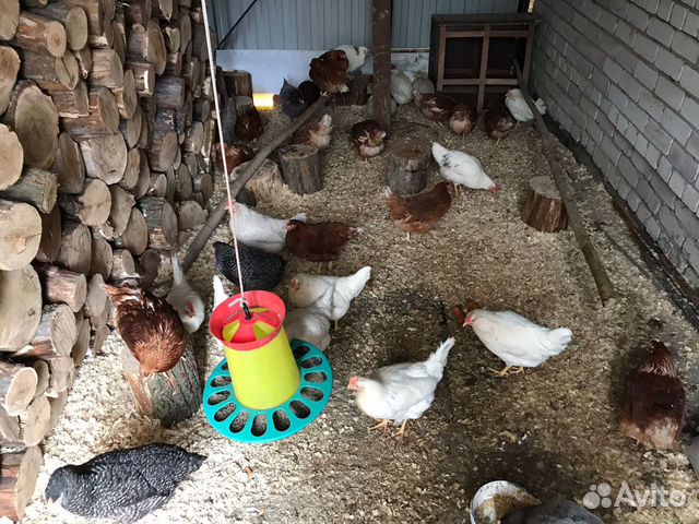 Куры несушки