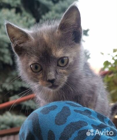 Ласковый игривый котёнок с необычным окрасом