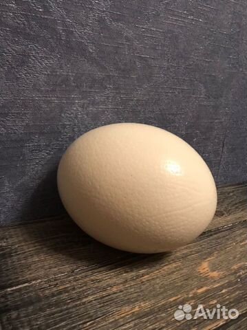 Страусиное яйцо
