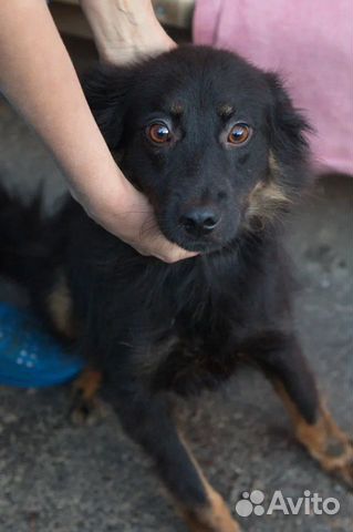 Пушистый красавчик ждет свою семью