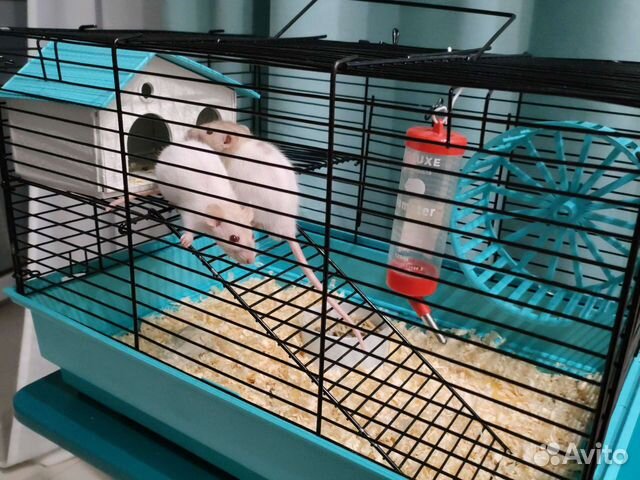 Мышки Дамбо с клеткой