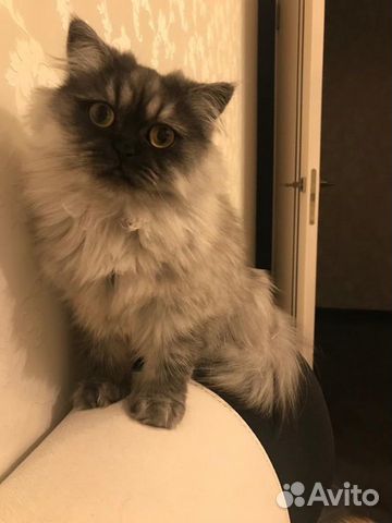 Мотю выкинули на помойку как ненужную вешь. Кошечк