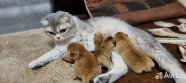 Котята золотая шиншилла