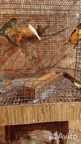 Продажа канареек