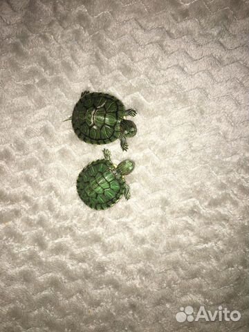 Отдам двух красноухих черепах как можно скорее