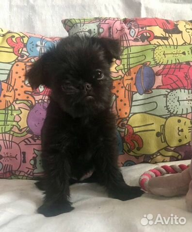 Бельгийский гриффон и Брабансон