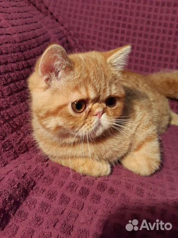 Экзотическая короткошерстная