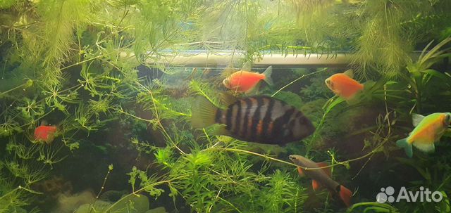 Аквариум рыбки