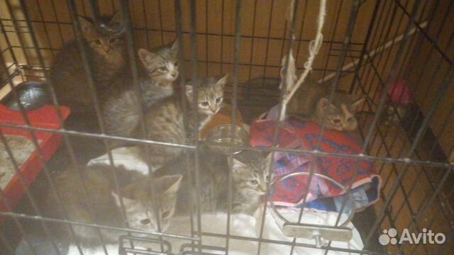 Камышовые котята в добрые руки