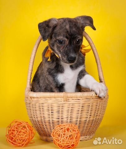 Ксолоитцкуинтли в шерсти