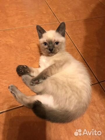 Продается котенок меконгский бобтейл