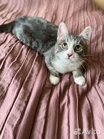 Котенок замерзал на платформе