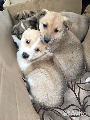 Шенки, сетисы, в дар