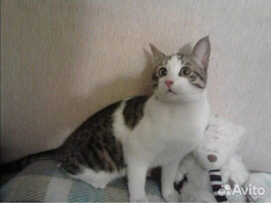 Котенок Белка 4 месяца бесплатно