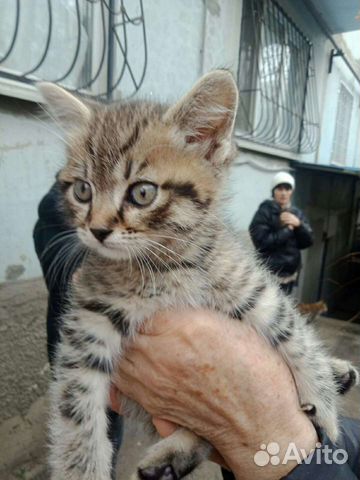 Котенок мальчик бесплатно