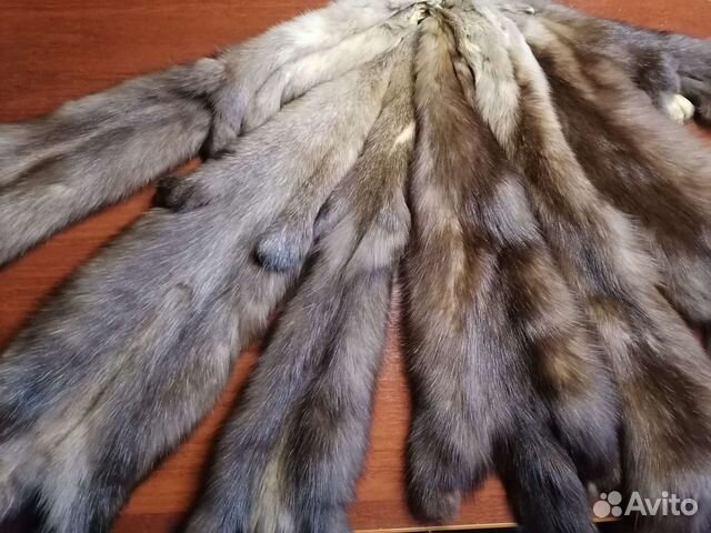 Шкуры соболя