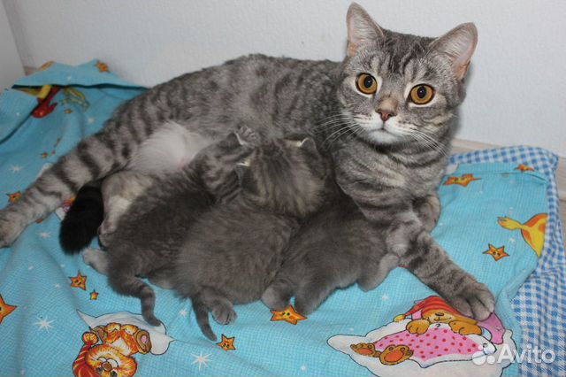 Шотландские котята. Мальчики