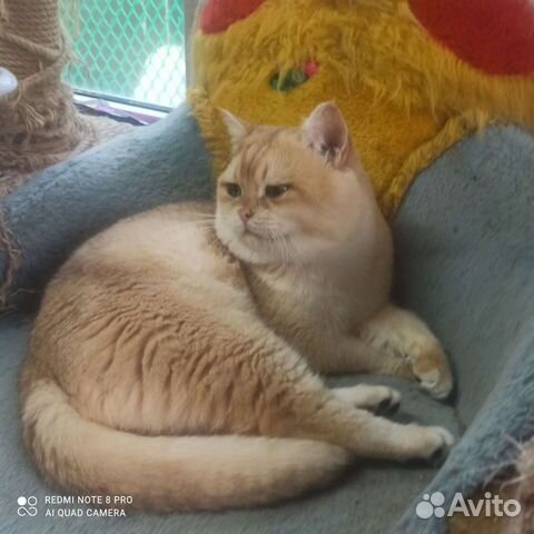 Британские мальчики ny12 в любимцы и разведение