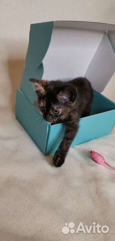 Котёнок девочка