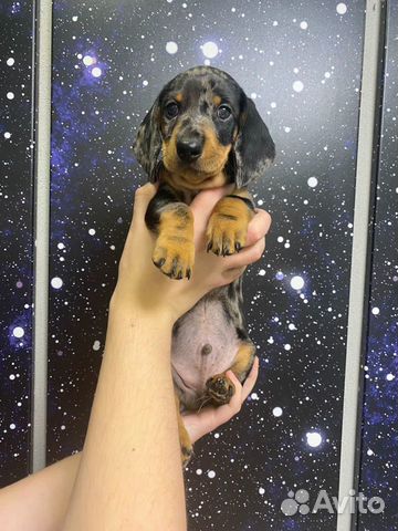 Щенки таксы