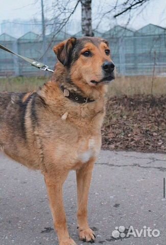 Красивый пёс в самые добрые руки